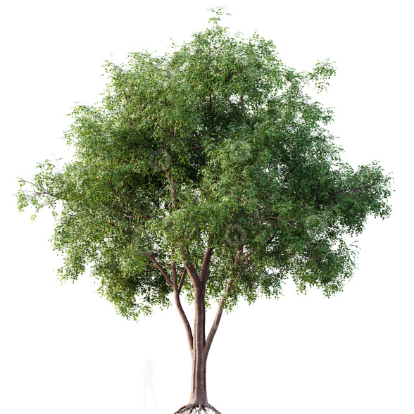 Tree HQ Plants American Elm 3D model - GreatCatalog 39248