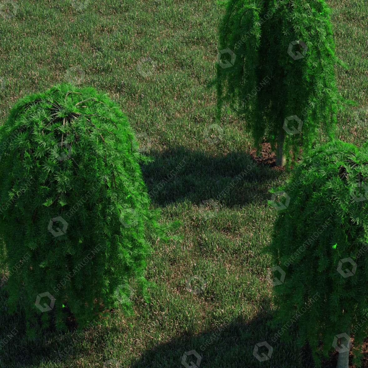 Trees Larix Kaempferi Stiff Weeper 3D model - GreatCatalog 3445