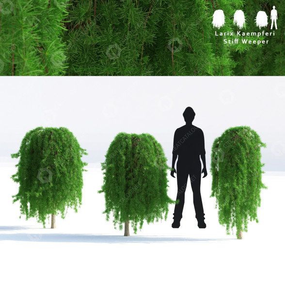 Trees Larix Kaempferi Stiff Weeper 3D model - GreatCatalog 3445