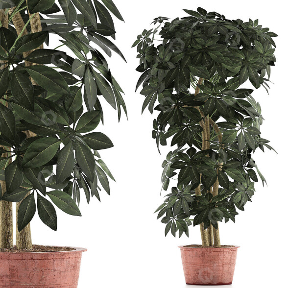 Potted Plant Collection 64 Schefflera 3D model - GreatCatalog 40195