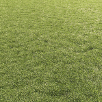 Grass texture 3D models - GreatCatalog
