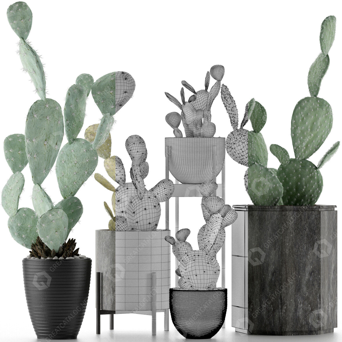 Cacti Collection 17 3D model・Download 3D models・Great Catalog