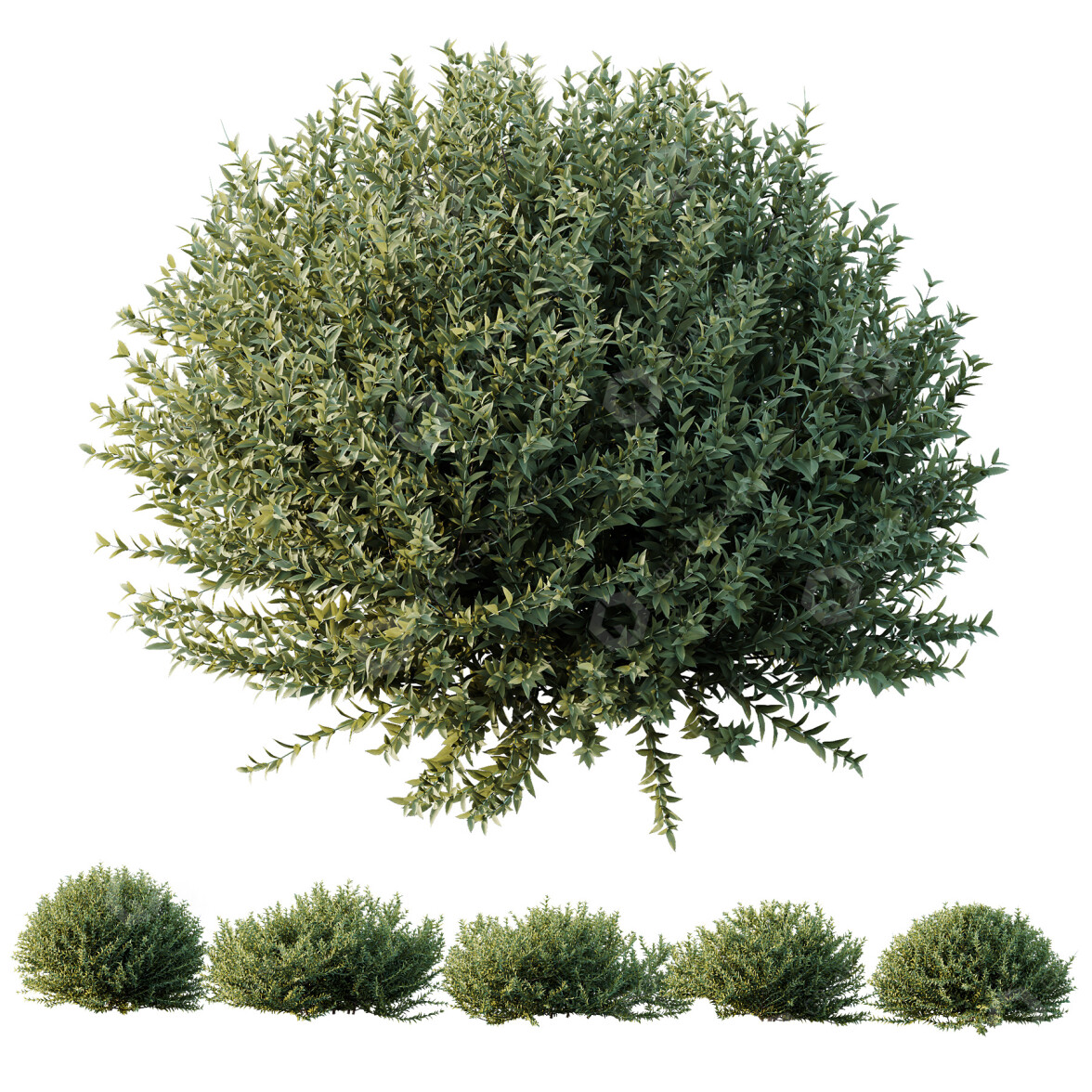 Bushes Gray Box Westringia Fruticosa Coastal Rosemary 3D model ...