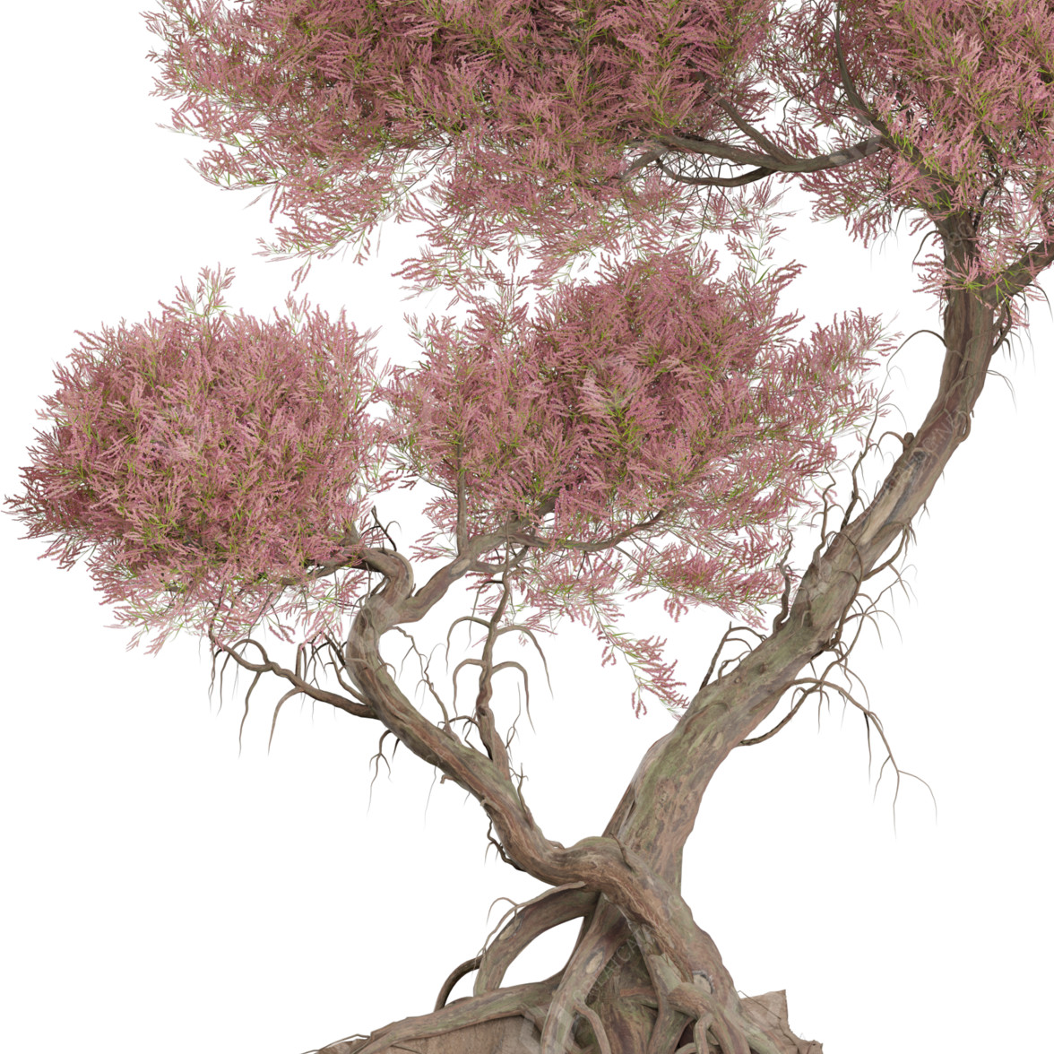 Tree on Stone Indoor Plant 460 3D model - GreatCatalog 41799