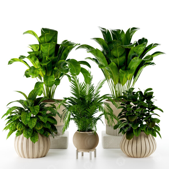 Potted Plants Indoor in Rusty Concrete Set 85 3D model - GreatCatalog 42592