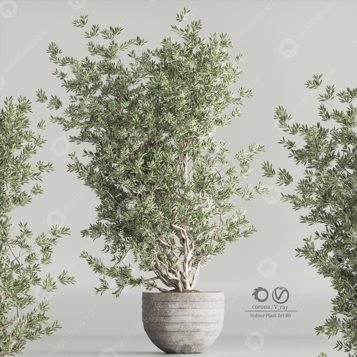Potted Plant Indoor Set 80 3D model - GreatCatalog 42603