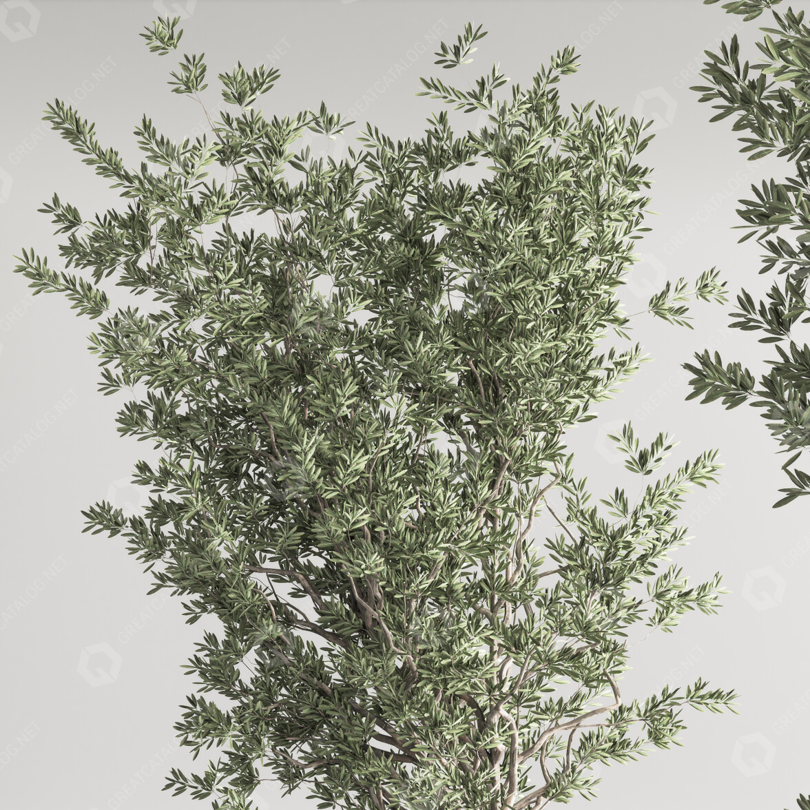 Potted Plant Indoor Set 80 3D model - GreatCatalog 42603