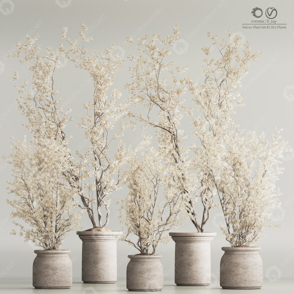 Potted Plants Indoor Set 81 Dry 3D model - GreatCatalog 42605