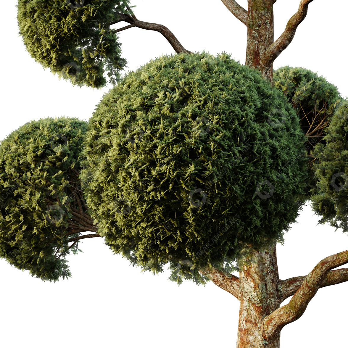 Trees Spherical 01 3D model・Download 3D models・Great Catalog ...
