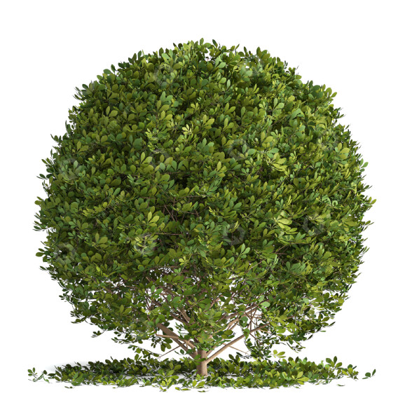 Bush Boxwood Ball 3D model #43886 | GreatCatalog