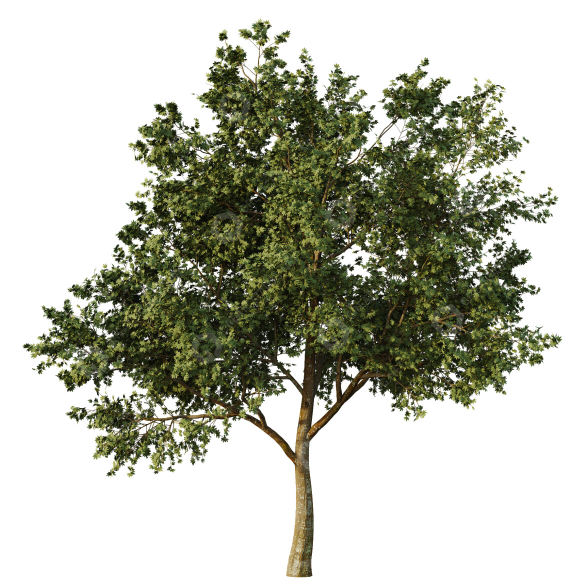 Trees Acer Pseudoplatanus 01 3D model - GreatCatalog 44397