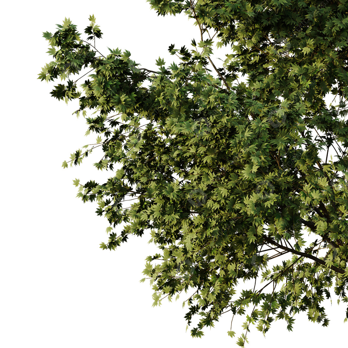 Trees Acer Pseudoplatanus 01 3D model - GreatCatalog 44397