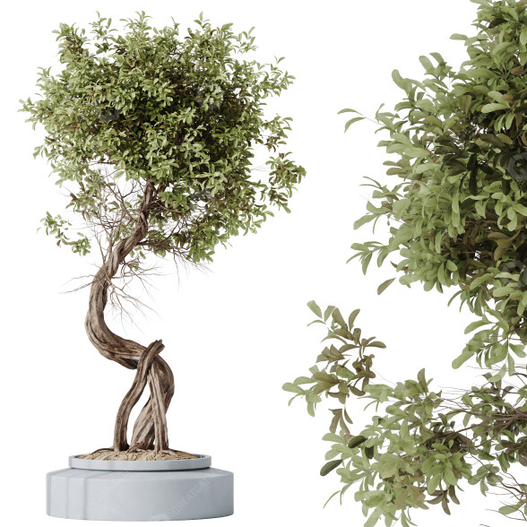 Bonsai Tree HQ House Plants Ficus Retusa Microcarpa Ginseng 03 3D model ...