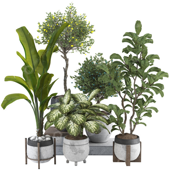 Potted Plants Collection Set 219 3D model - GreatCatalog 45271