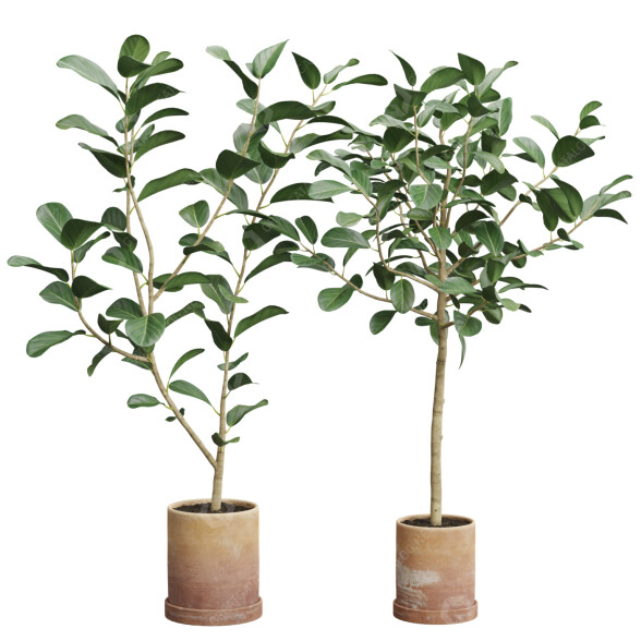 Potted Plants Ficus Audrey Benghalensis 02 3D model - GreatCatalog 45416