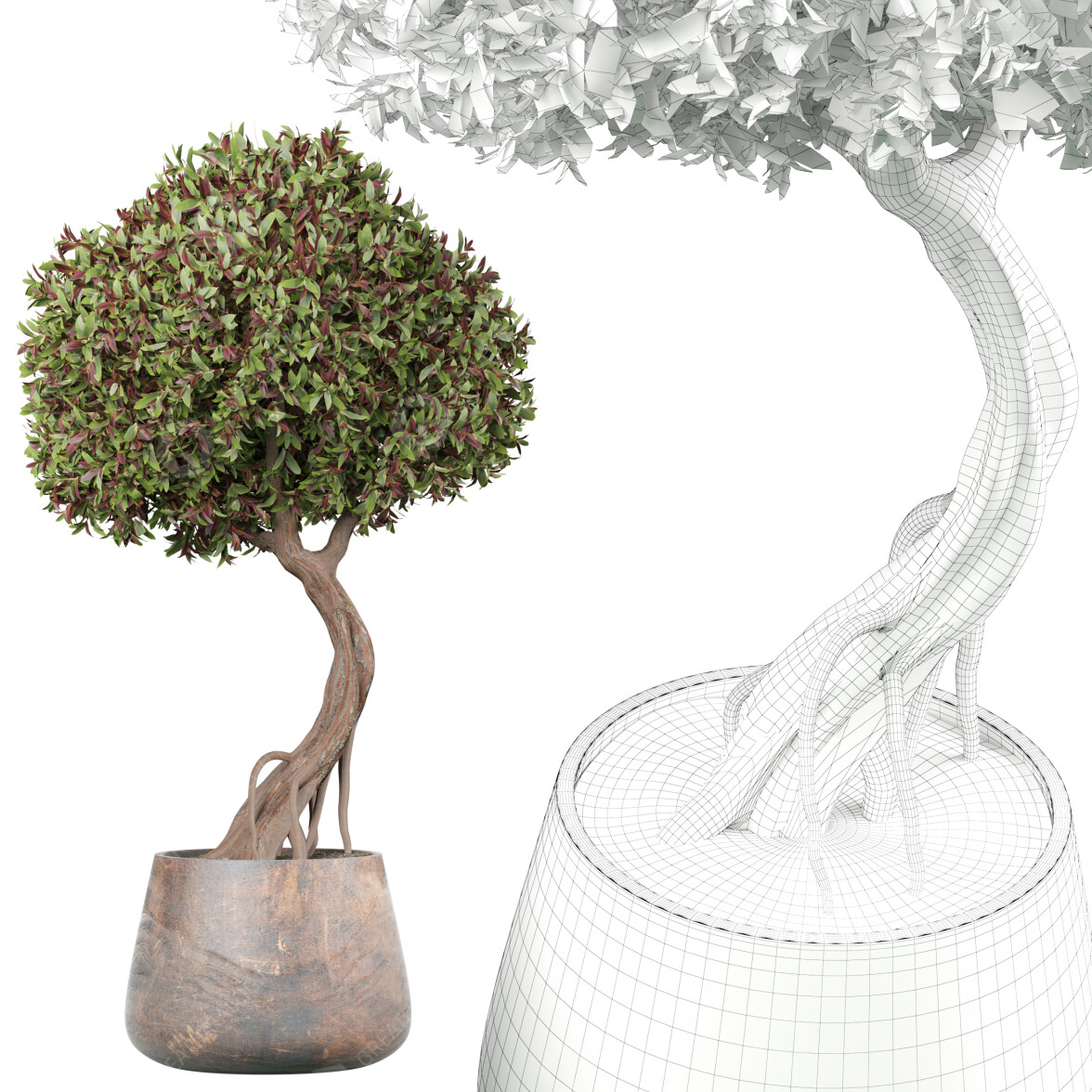 Bonsai Tree indoor Plant 462 3D model - GreatCatalog 45964