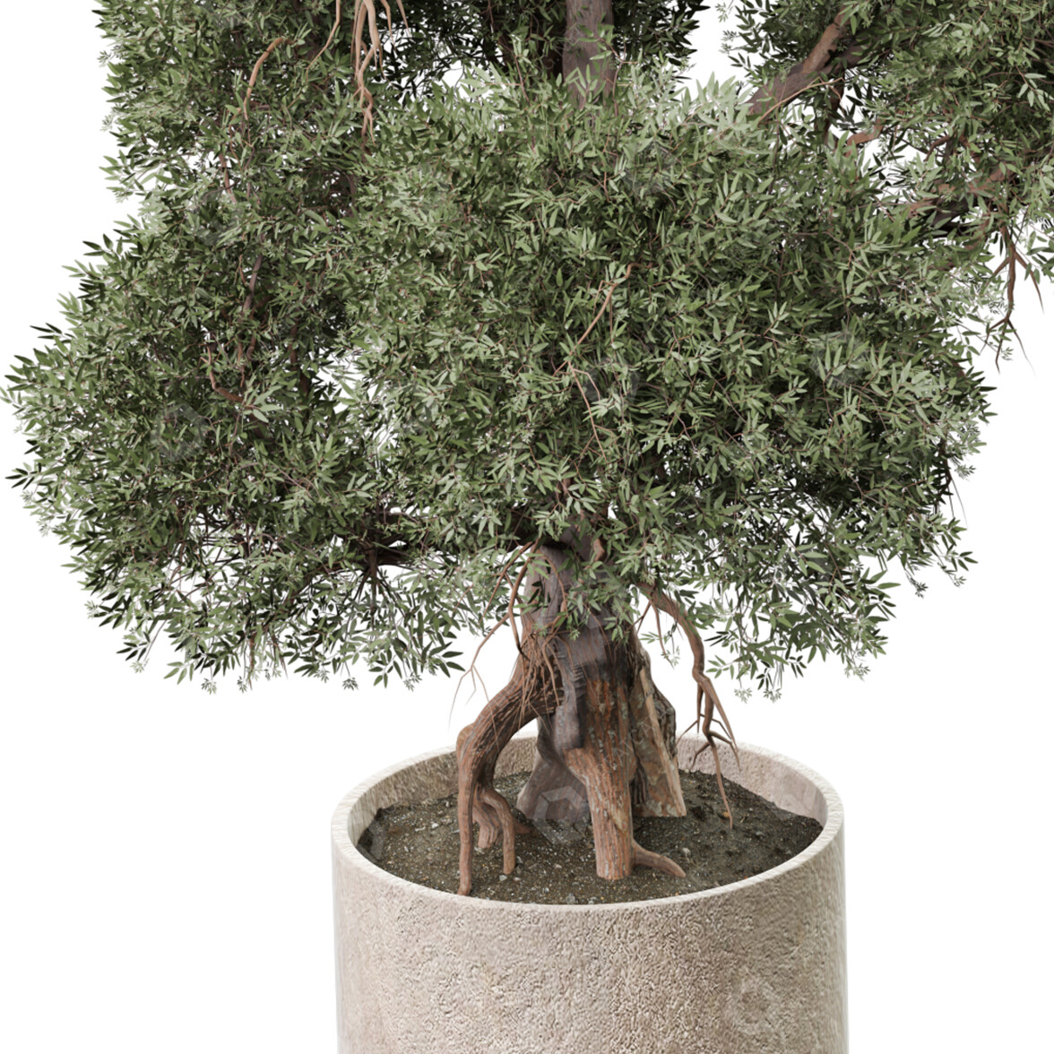 Bonsai Tree Indoor Plant 471 3D model - GreatCatalog 45972