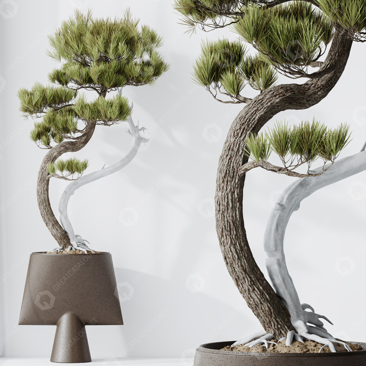 Bonsai Tree HQ House Plants Pinus Pentaphylla Thunbergii 05 3D model