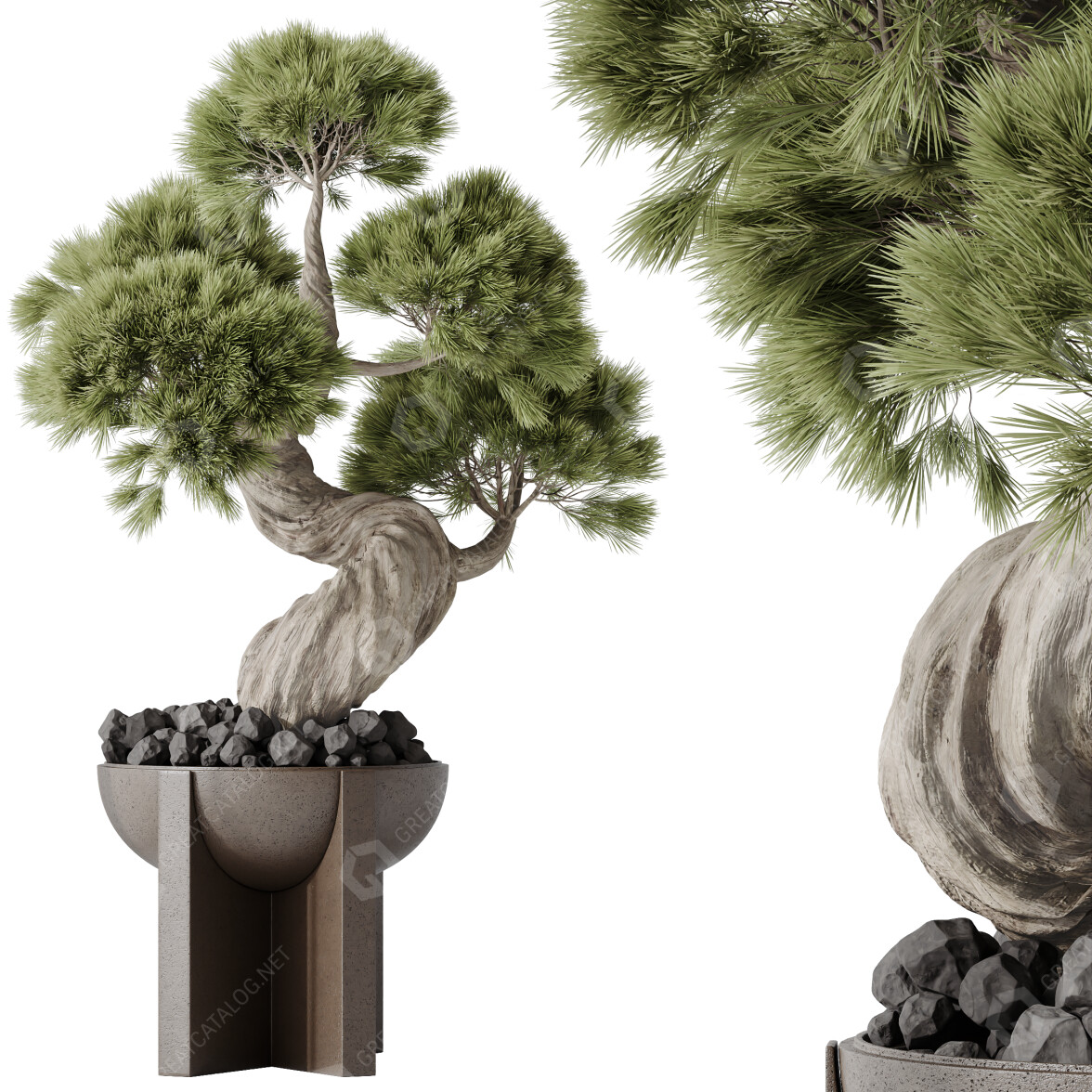 Bonsai Tree HQ House Plants Pinus Pentaphylla Thunbergii 04 3D model