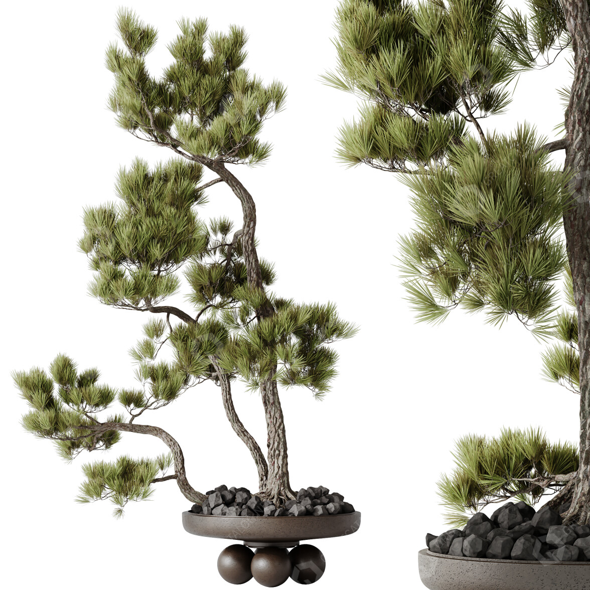 Bonsai Tree HQ House Plants Pinus Pentaphylla Thunbergii 08 3D model ...