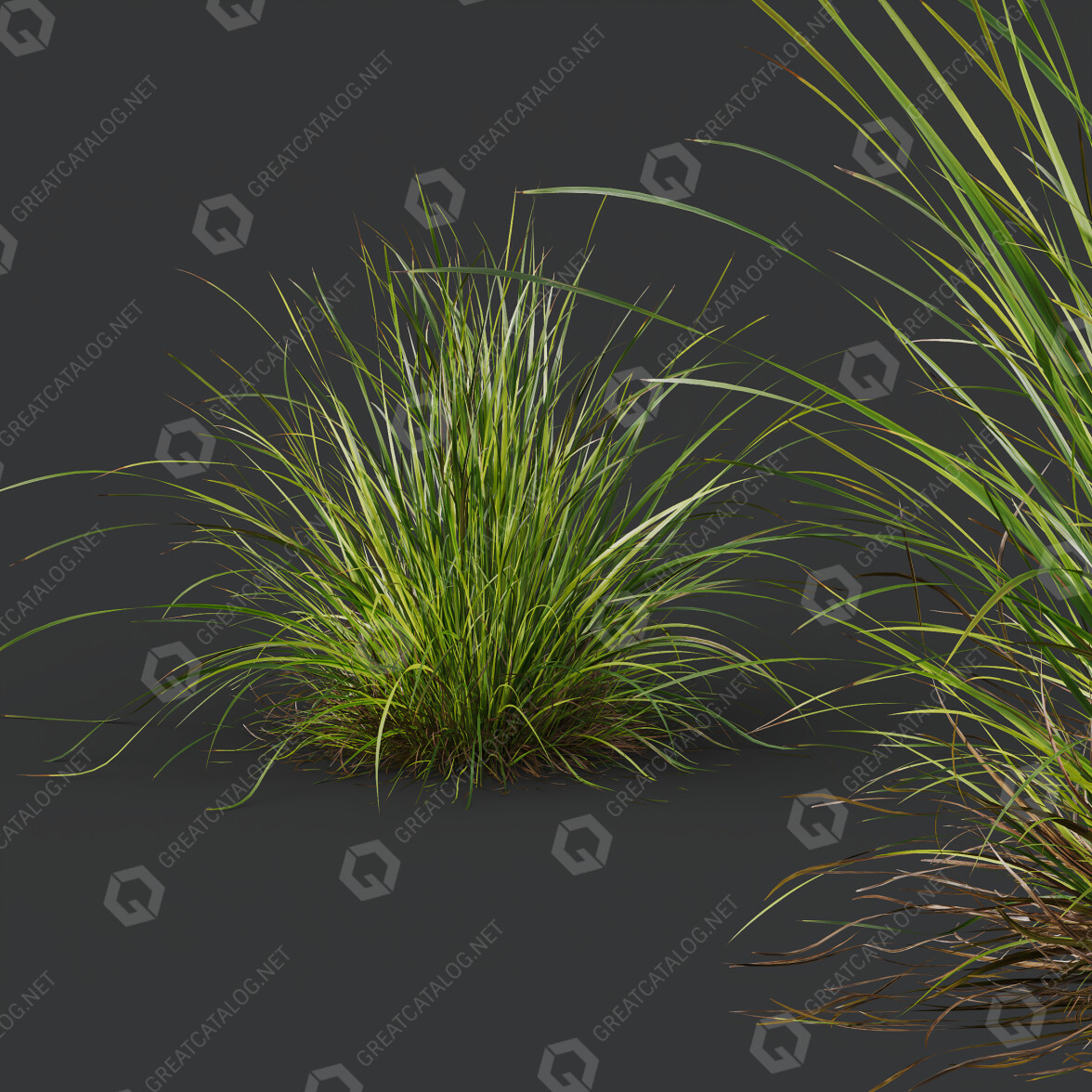 Grass Set 03 3D model・Download 3D models・Great Catalog - GreatCatalog 47109