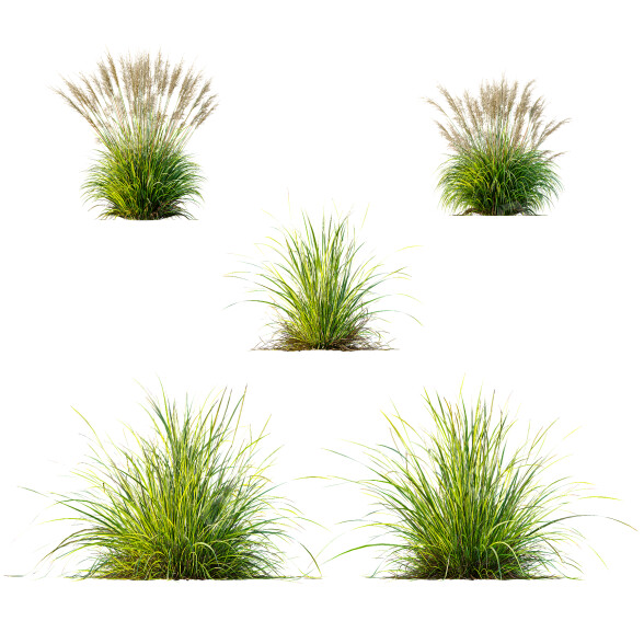 Grass Set 03 3D model・Download 3D models・Great Catalog - GreatCatalog 47109