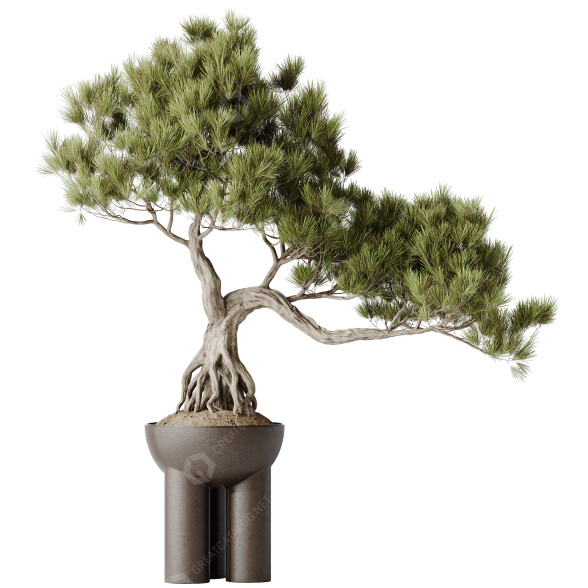 Bonsai Tree HQ House Plants Pinus Pentaphylla Thunbergii 11 3D model ...