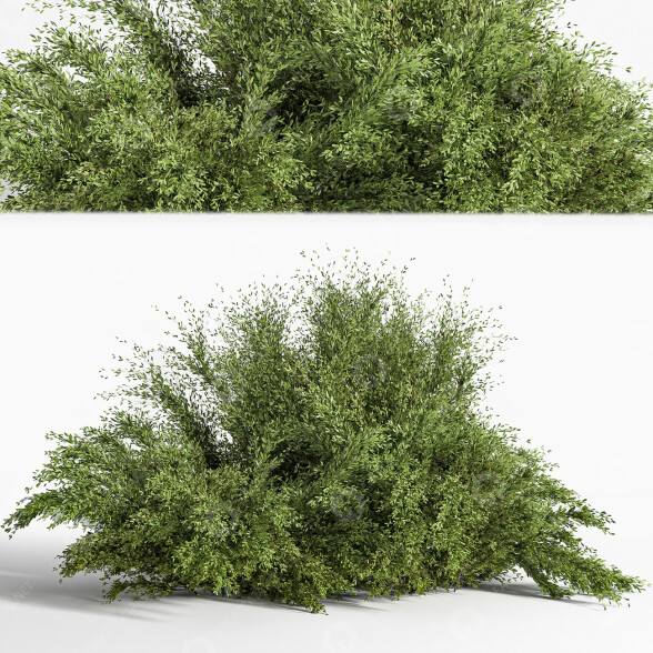 Bushes Set 01 3D model・Download 3D models・Great Catalog - GreatCatalog ...